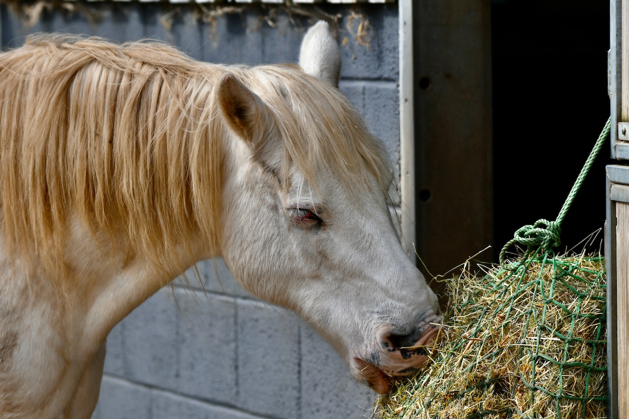 Benefits of Hay Pellets for Horses with Respiratory Problems